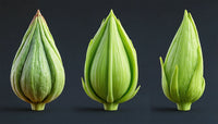 Understanding Buds: Formation, Appearance, and Potency Guide